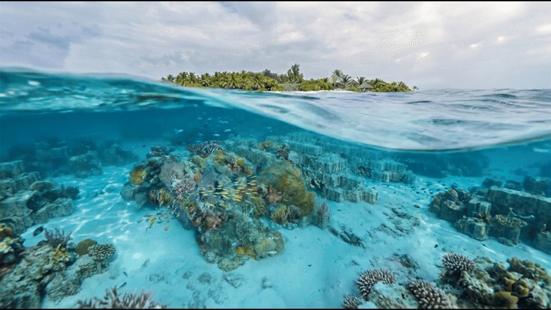 Founder Q&A: ReefStarter, An Ecological Breakwater System - SOSV